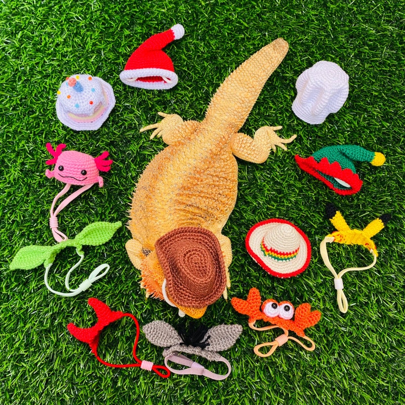 Bearded Dragon Clothes - Etsy