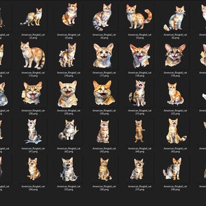 Ringtail Cat Clipart Set in Transparent PNG - Ringtail Cat Watercolor ...