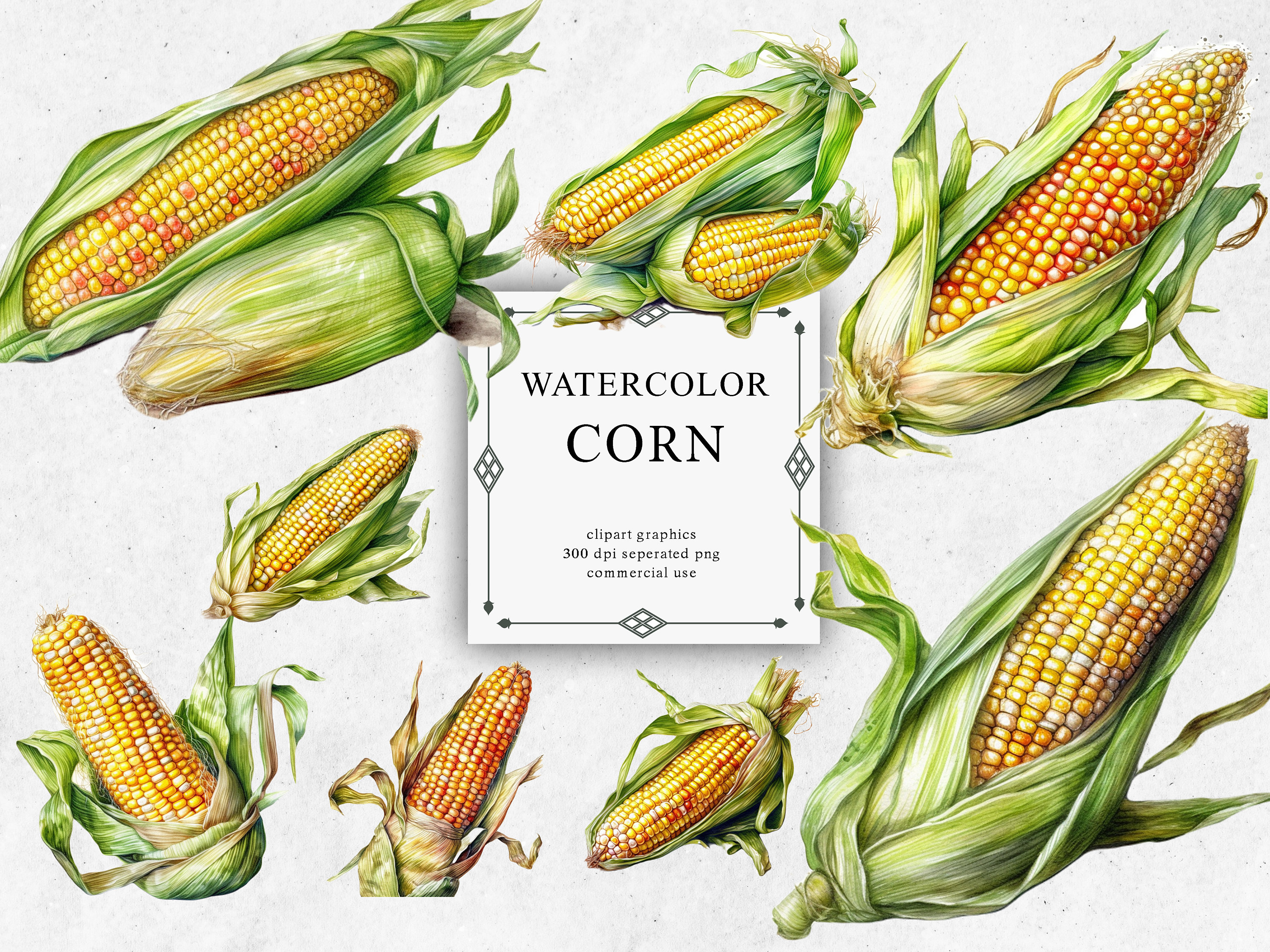 20 Corn Clipart Set in Transparent PNG - Corn Watercolor Digital Image ...