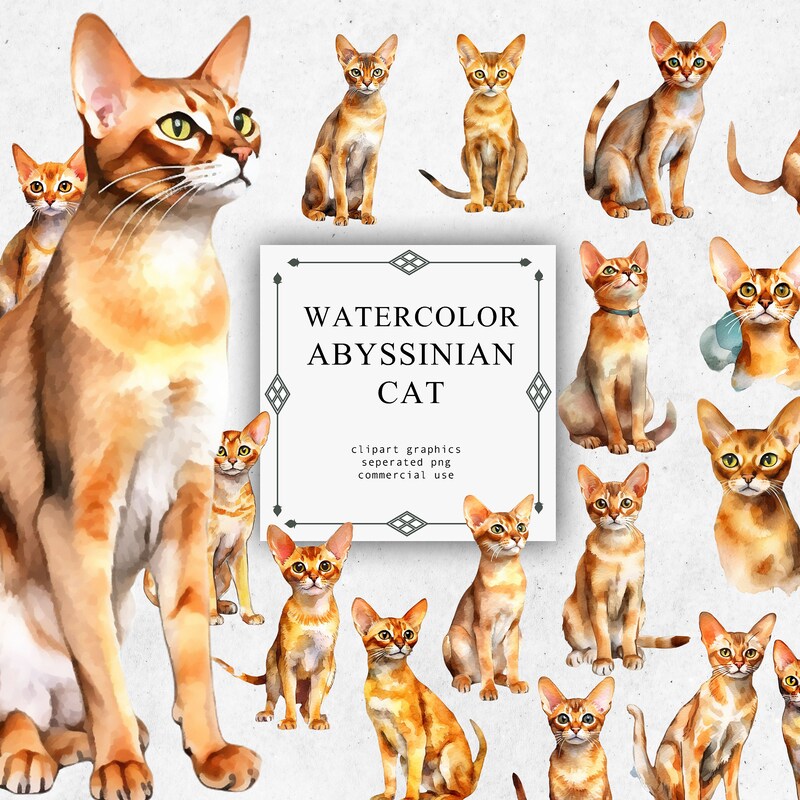 Abyssinian - Etsy
