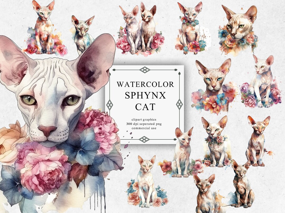 18 Sphynx Cat Clipart Set in Transparent PNG - Sphynx Cat Watercolor ...