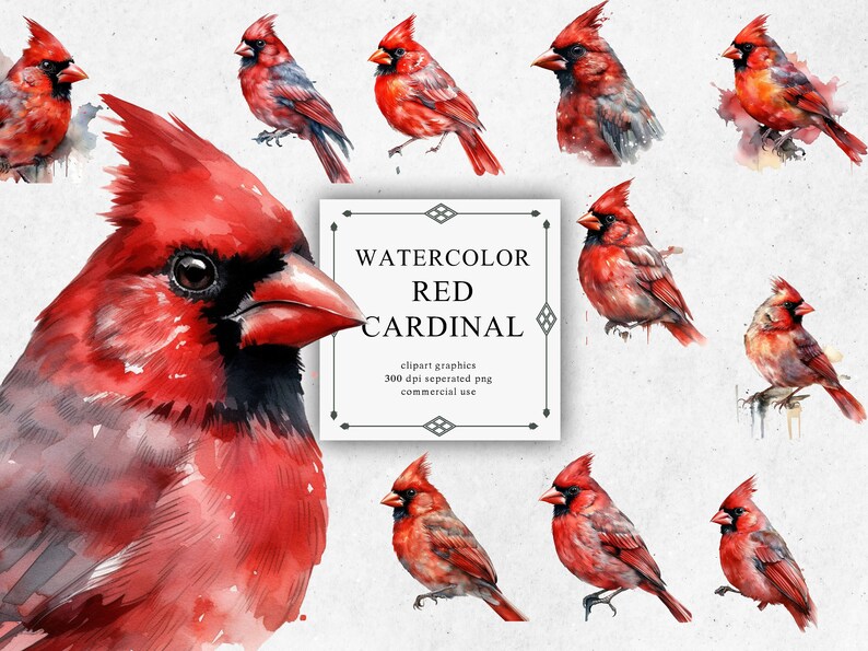 11 Red Cardinal Clipart Set in Transparent PNG - Red Cardinal ...