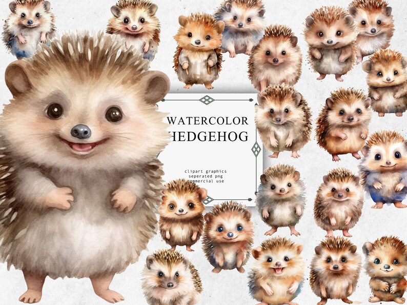 Hedgehog Clipart Set in Transparent PNG - Hedgehog Watercolor Digital ...
