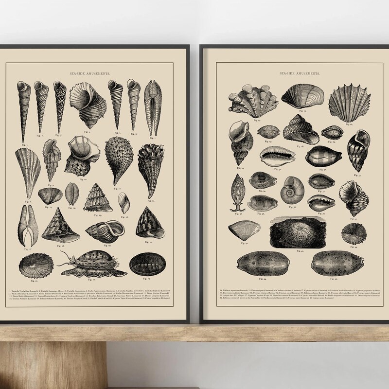 Seashell Wall Art - Etsy