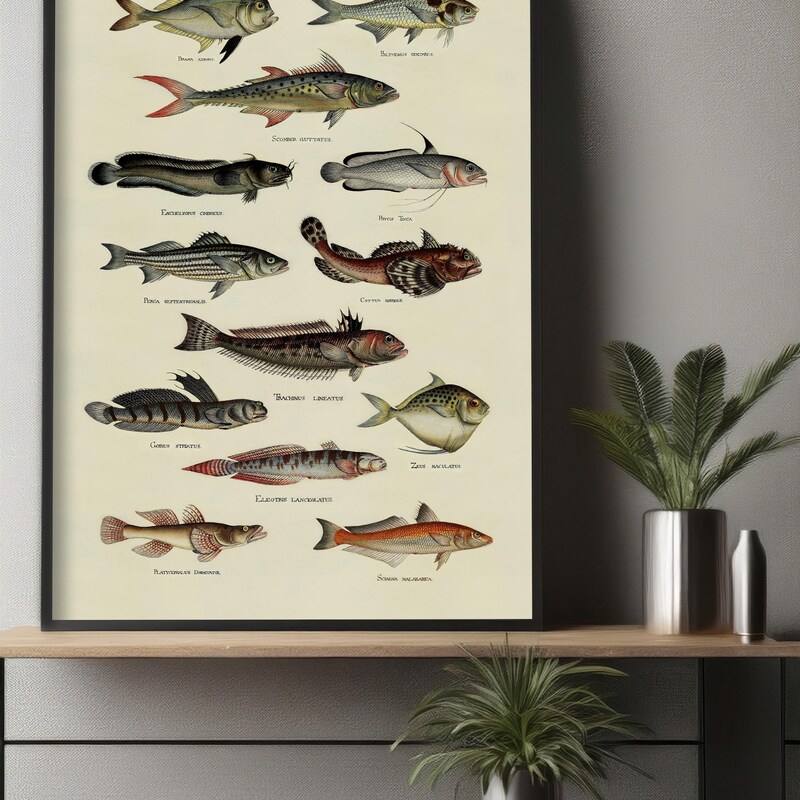 Vintage Fish Poster - Etsy