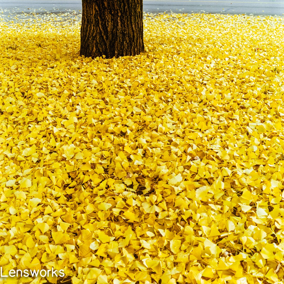 Yellow Mulch - Etsy