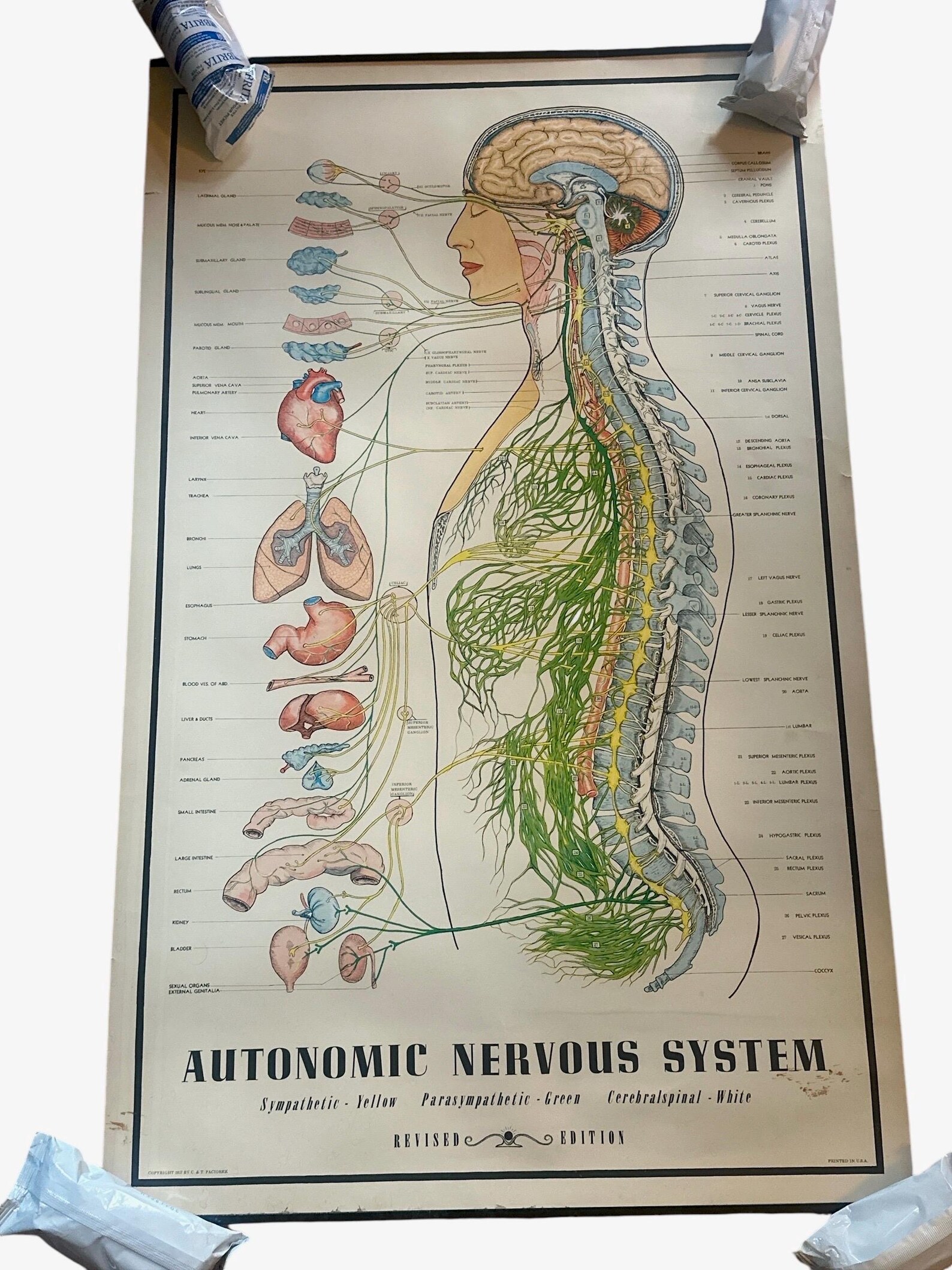 Vintage 1957 C&T Paciorek Autonomic Nervous System Revised Edition ...