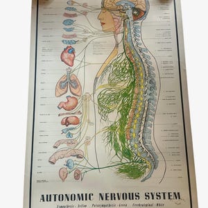 Vintage 1957 C&T Paciorek Autonomic Nervous System Revised Edition ...