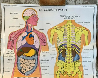 French Vintage School Poster Anatomy Heart Medical Anatomical | Etsy