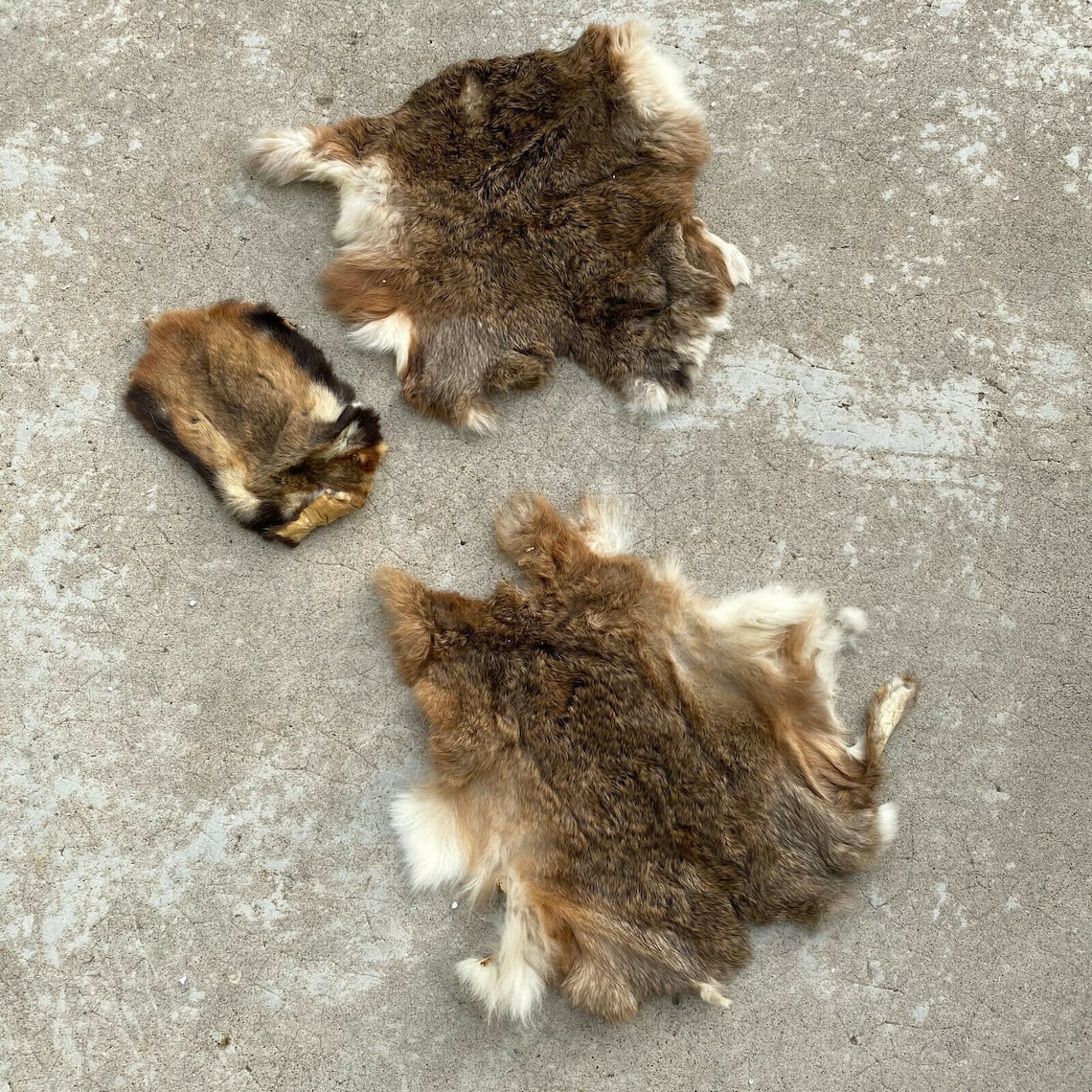 French Taxidermy Animal Fur Pelts Skin Leather 26032014 - Etsy
