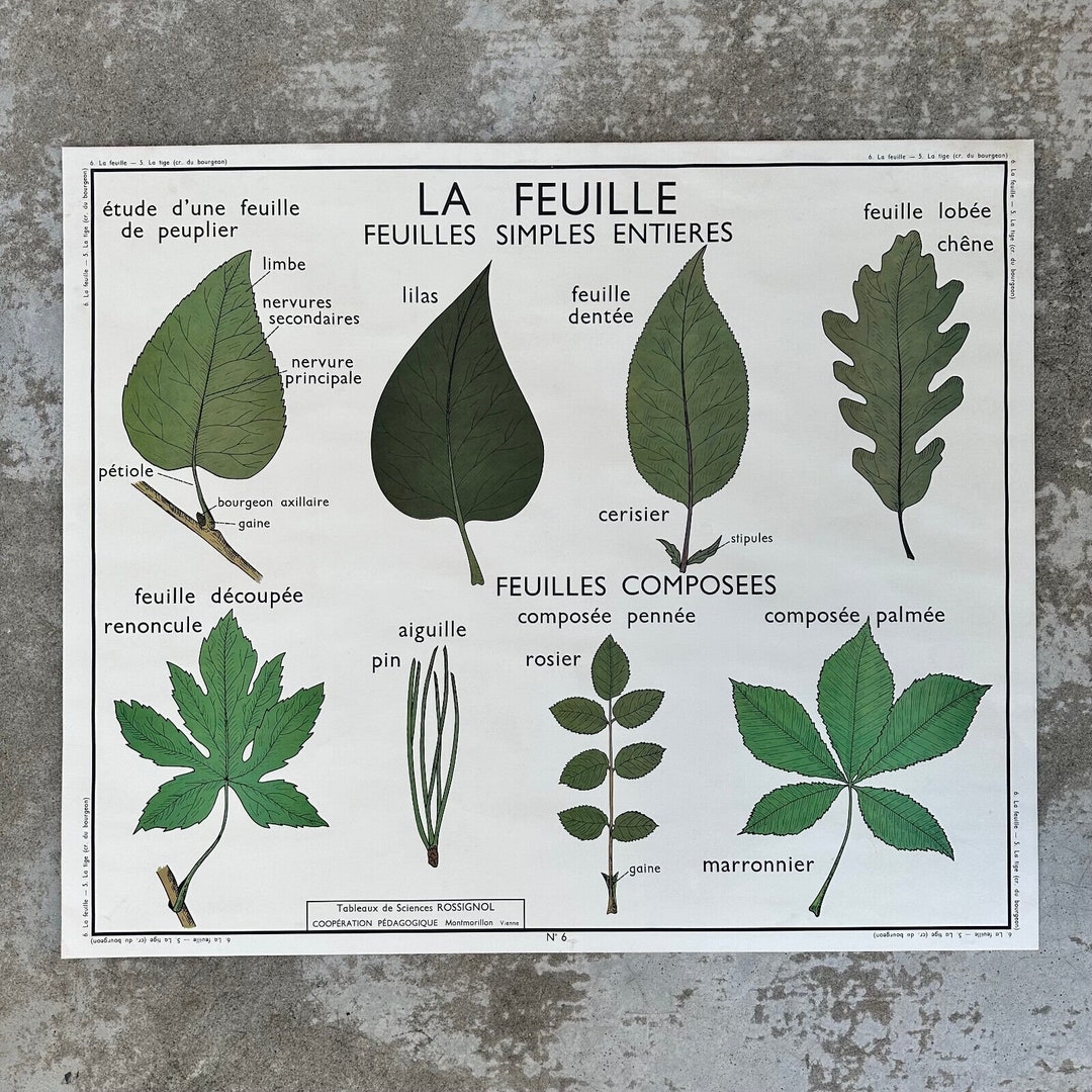 ROSSIGNOL Vintage French School Poster Science Botanic Two Sides ...