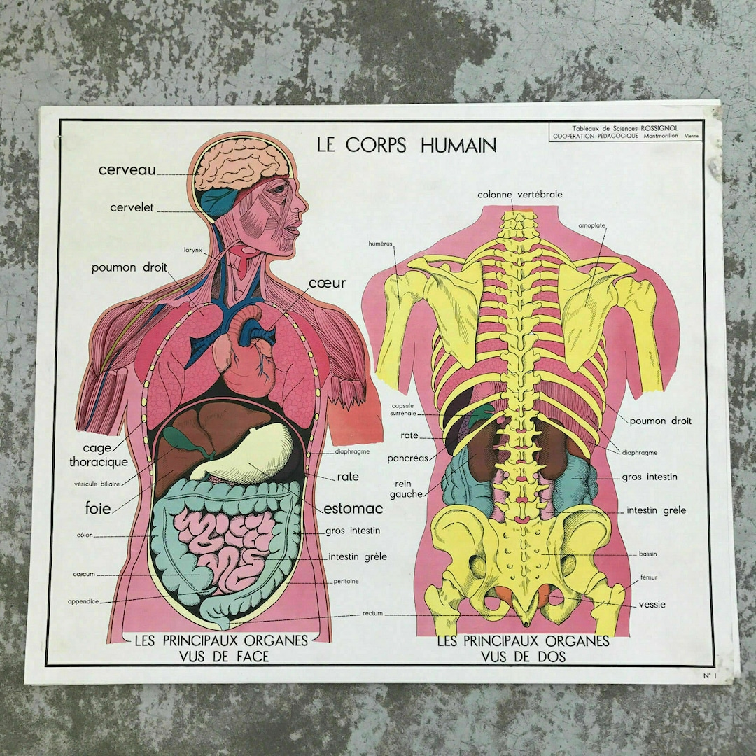 ROSSIGNOL MDI French School Poster Lesson Anatomy Two Sides 1960's BODY ...