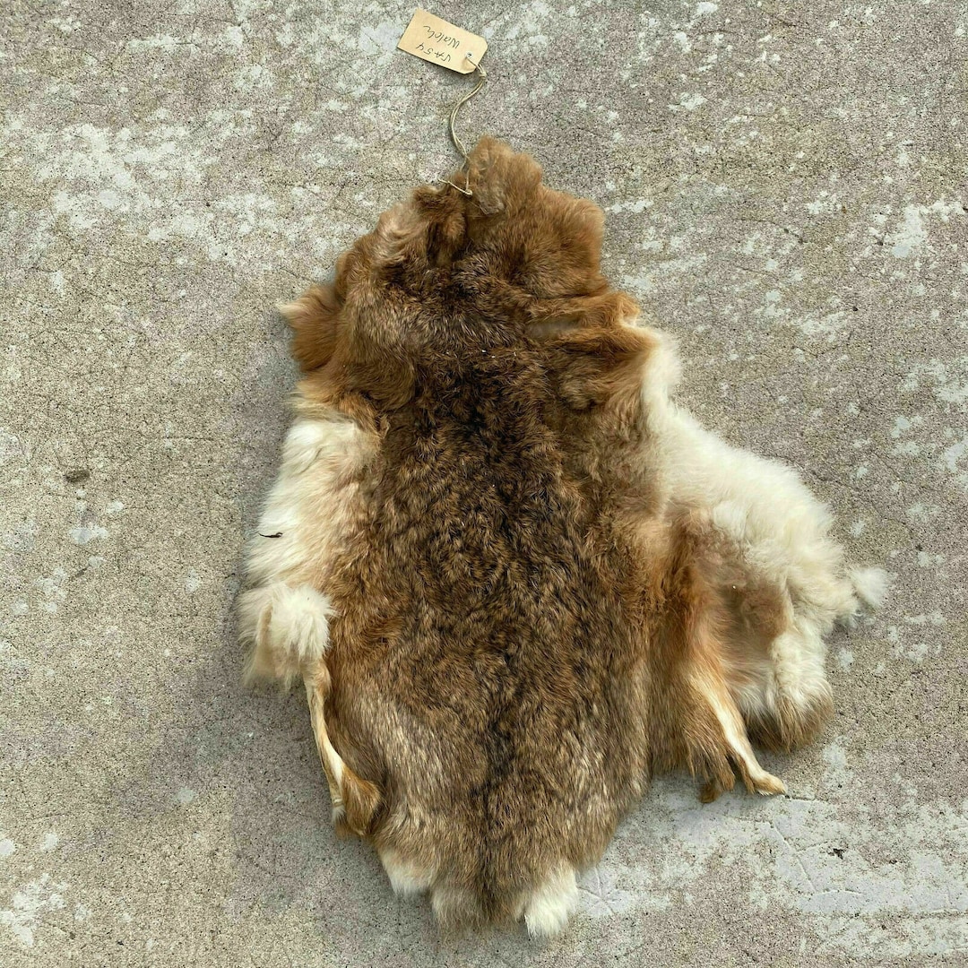 French Taxidermy Animal Fur Pelts Skin Leather 2603208 - Etsy