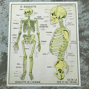 ROSSIGNOL MDI French School Lesson Anatomy Two Sides 1960's SKELETON ...