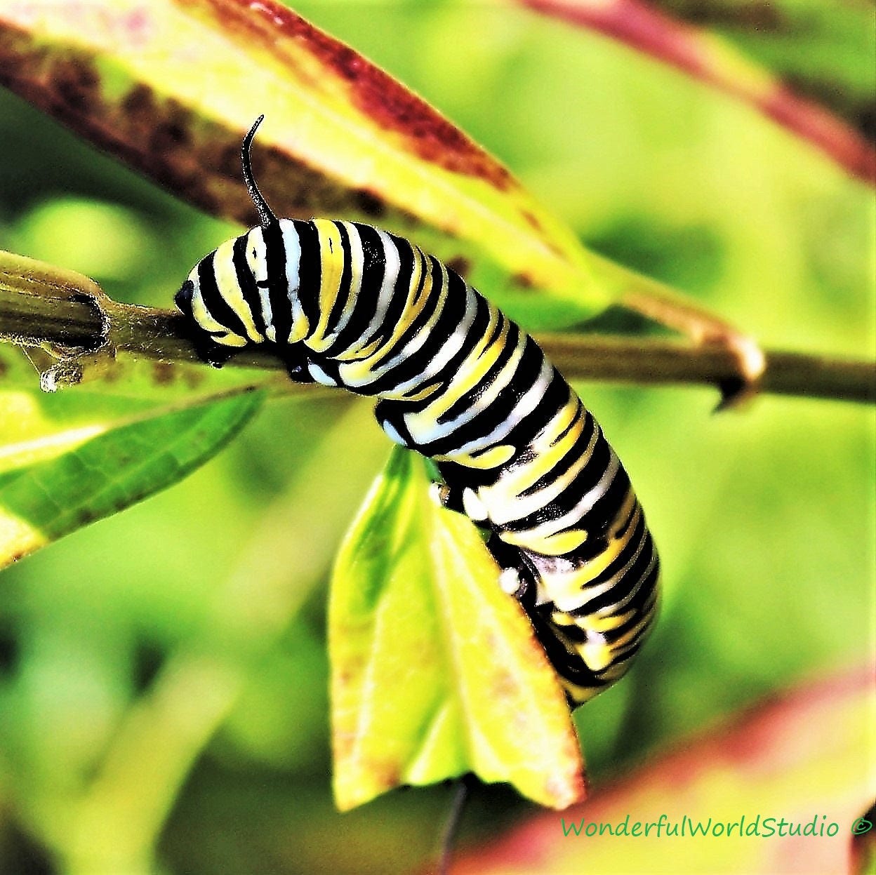 Photo Monarch Butterfly Caterpillar Photo - Etsy