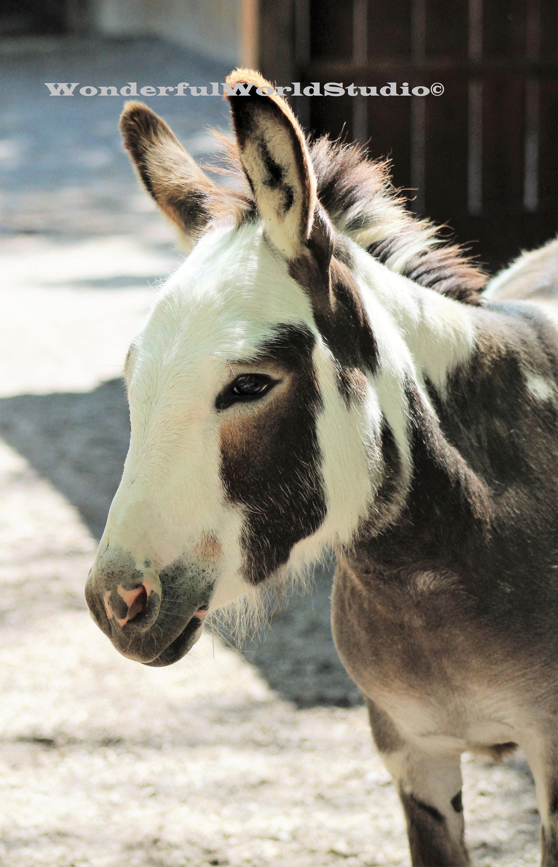 Spotted Mini Donkeys