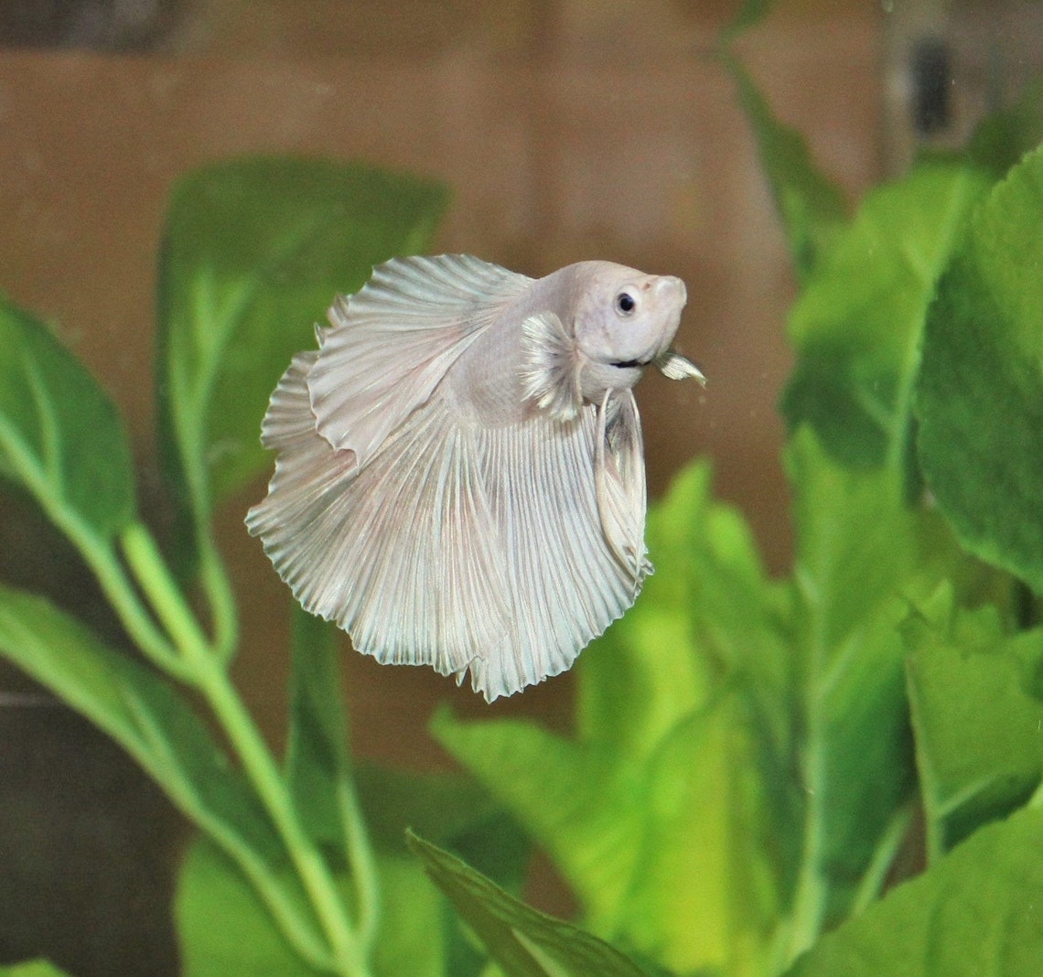 Photo Opal Male Betta Fish Photo - Digital Download - Etsy