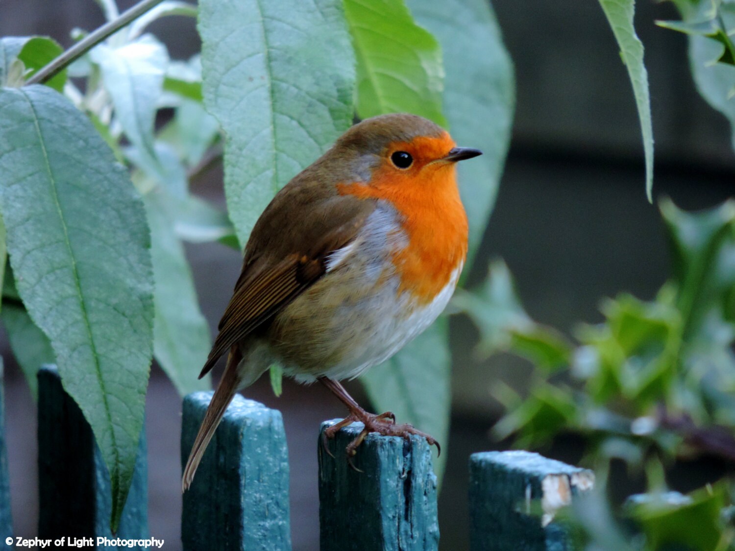 Beautiful Robin Photograph, Scottish Highlands. Wildlife Print, Framed ...