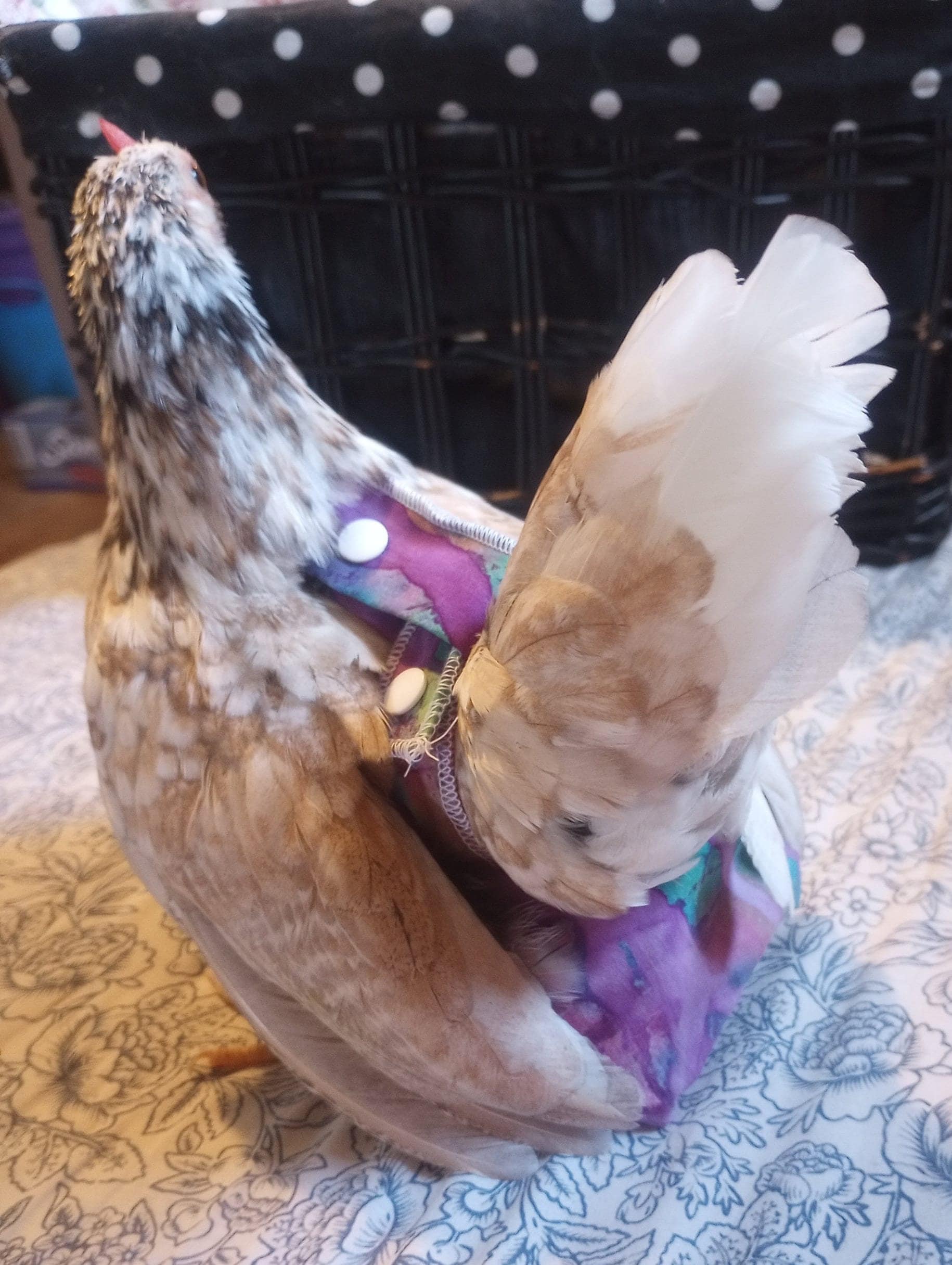 Feathers - Serama Diaper, Silkie Diaper, Large Chicken Diaper, Chick-n ...