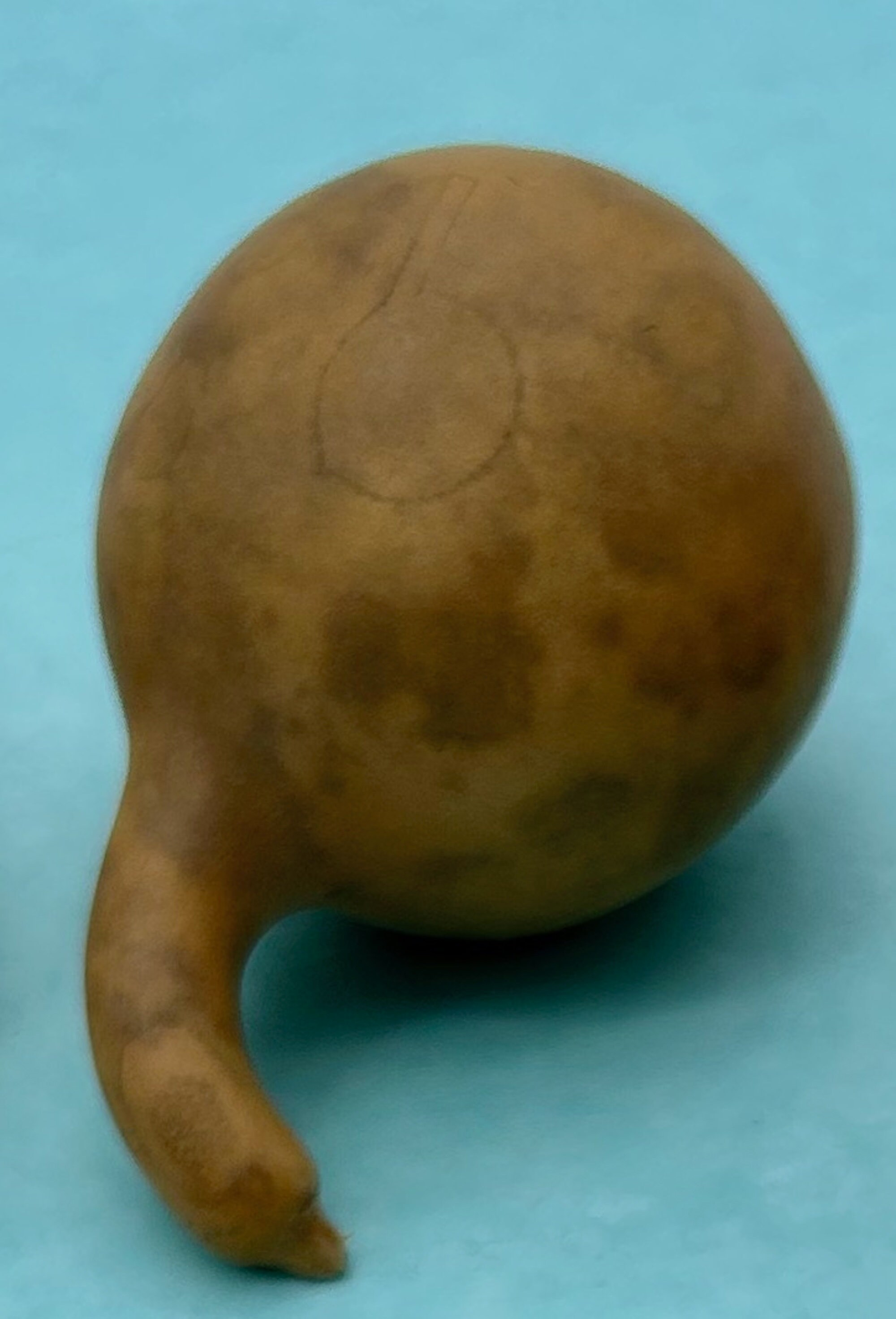 Gourds Dried Hard Shelled Gourds Five Small Gourds Cleaned Gourds ...