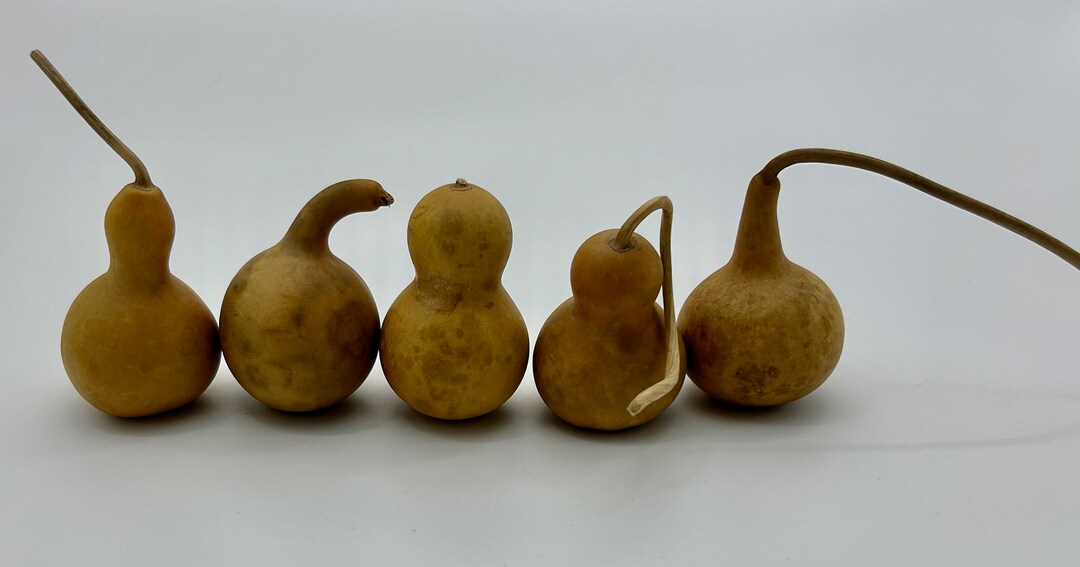 Gourds - Dried Hard Shelled Gourds - Five Small Gourds - Cleaned Gourds ...