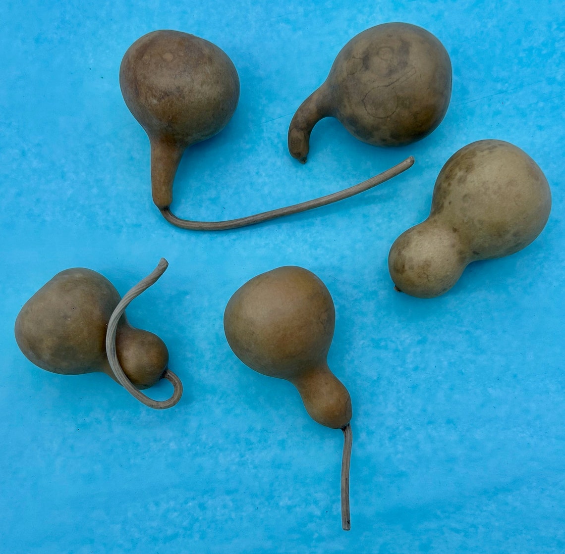 Gourds Dried Hard Shelled Gourds Five Small Gourds Cleaned Gourds ...