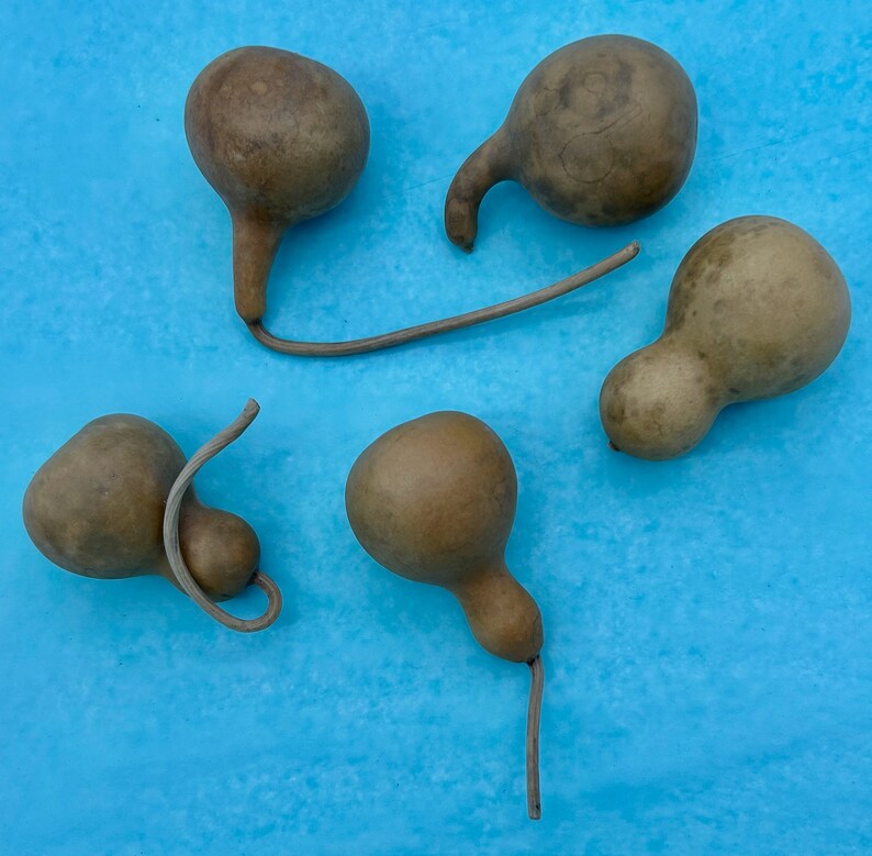 Gourds Dried Hard Shelled Gourds Five Small Gourds Cleaned Gourds ...