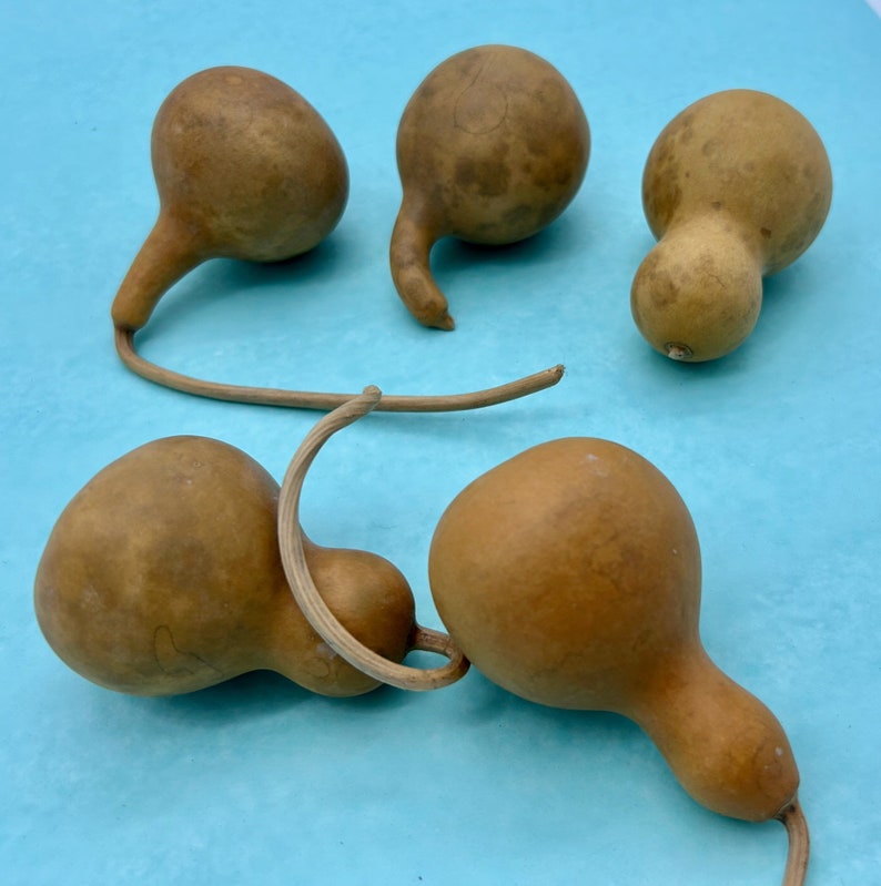 Gourds Dried Hard Shelled Gourds Five Small Gourds Cleaned Gourds ...