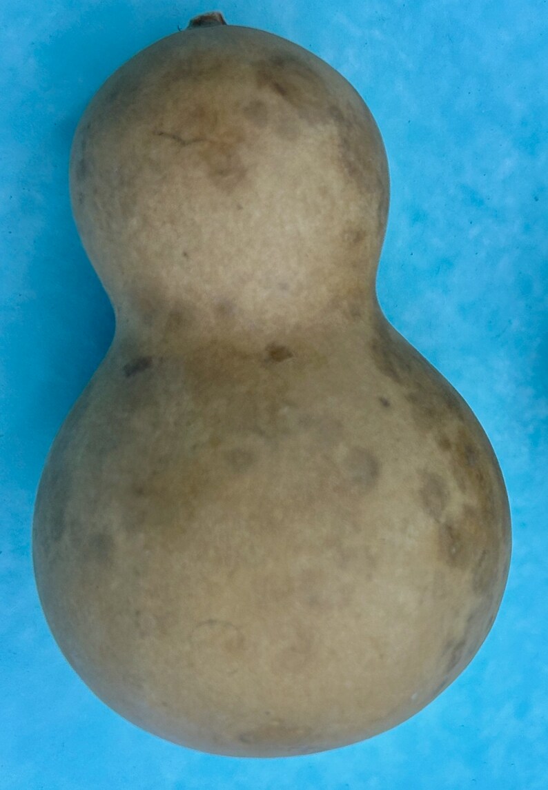 Gourds Dried Hard Shelled Gourds Five Small Gourds Cleaned Gourds ...