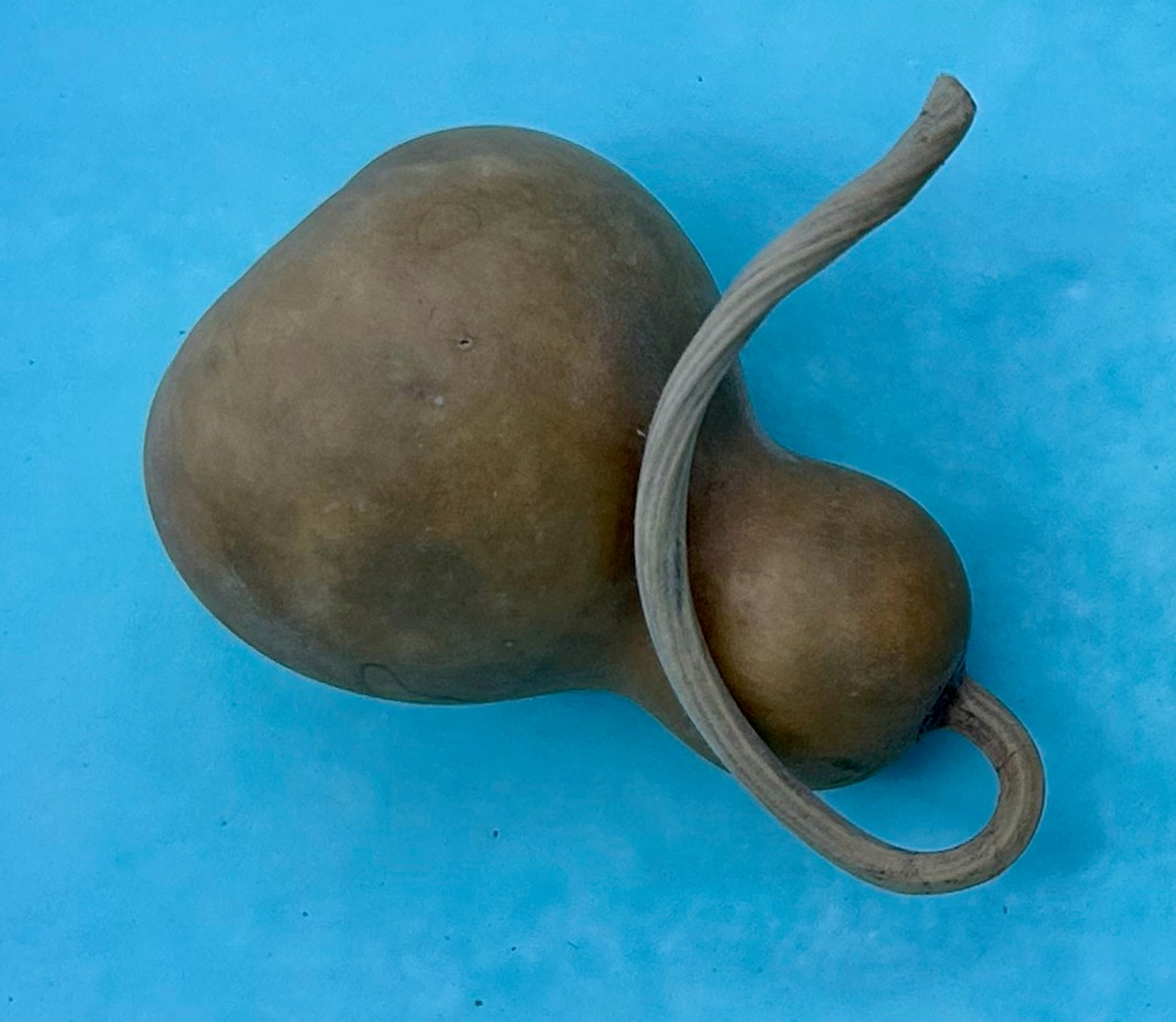 Gourds Dried Hard Shelled Gourds Five Small Gourds Cleaned Gourds ...