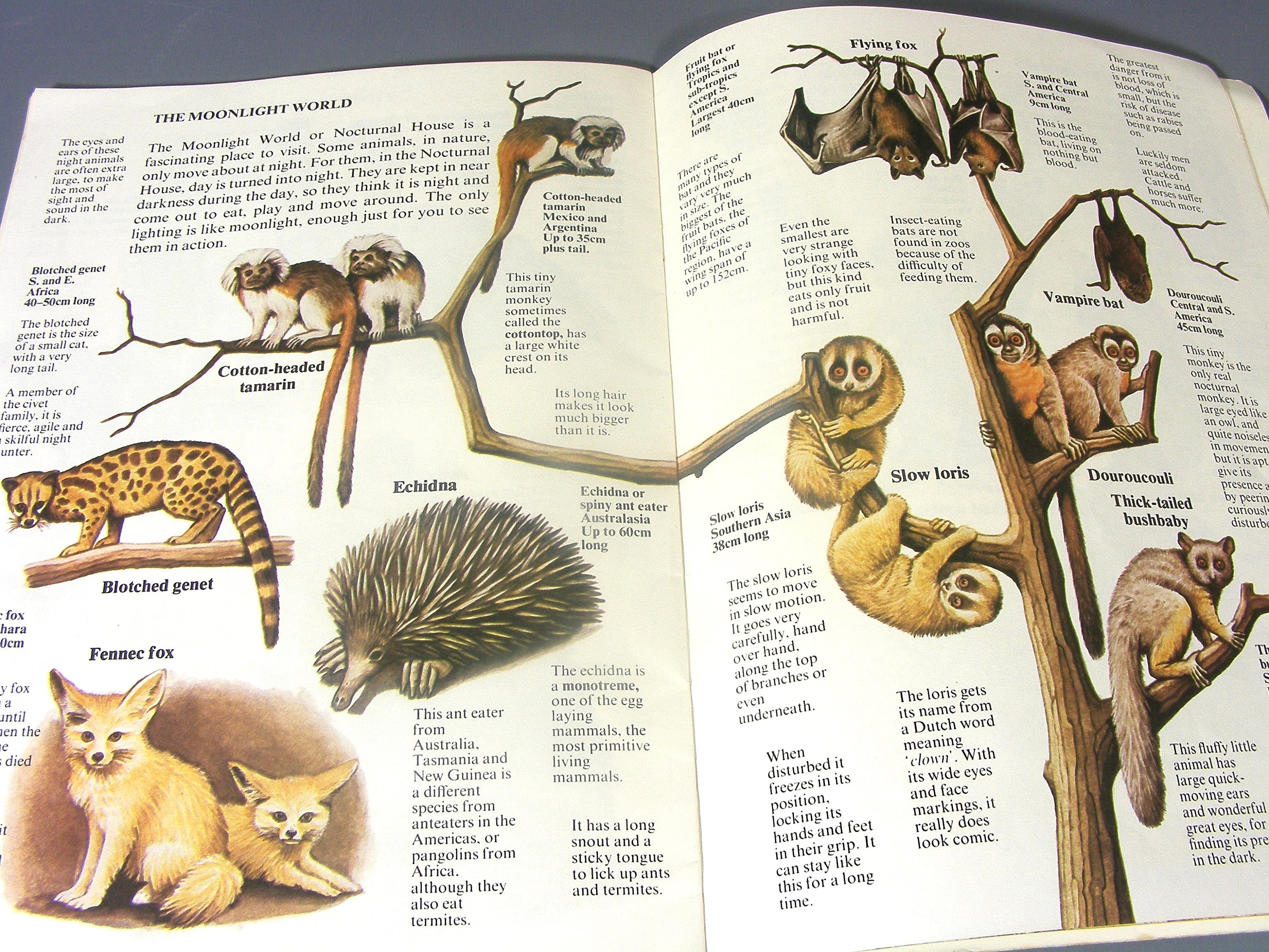 Wonder Why Book Of Animals At The Zoo Vintage Childrens book | Etsy