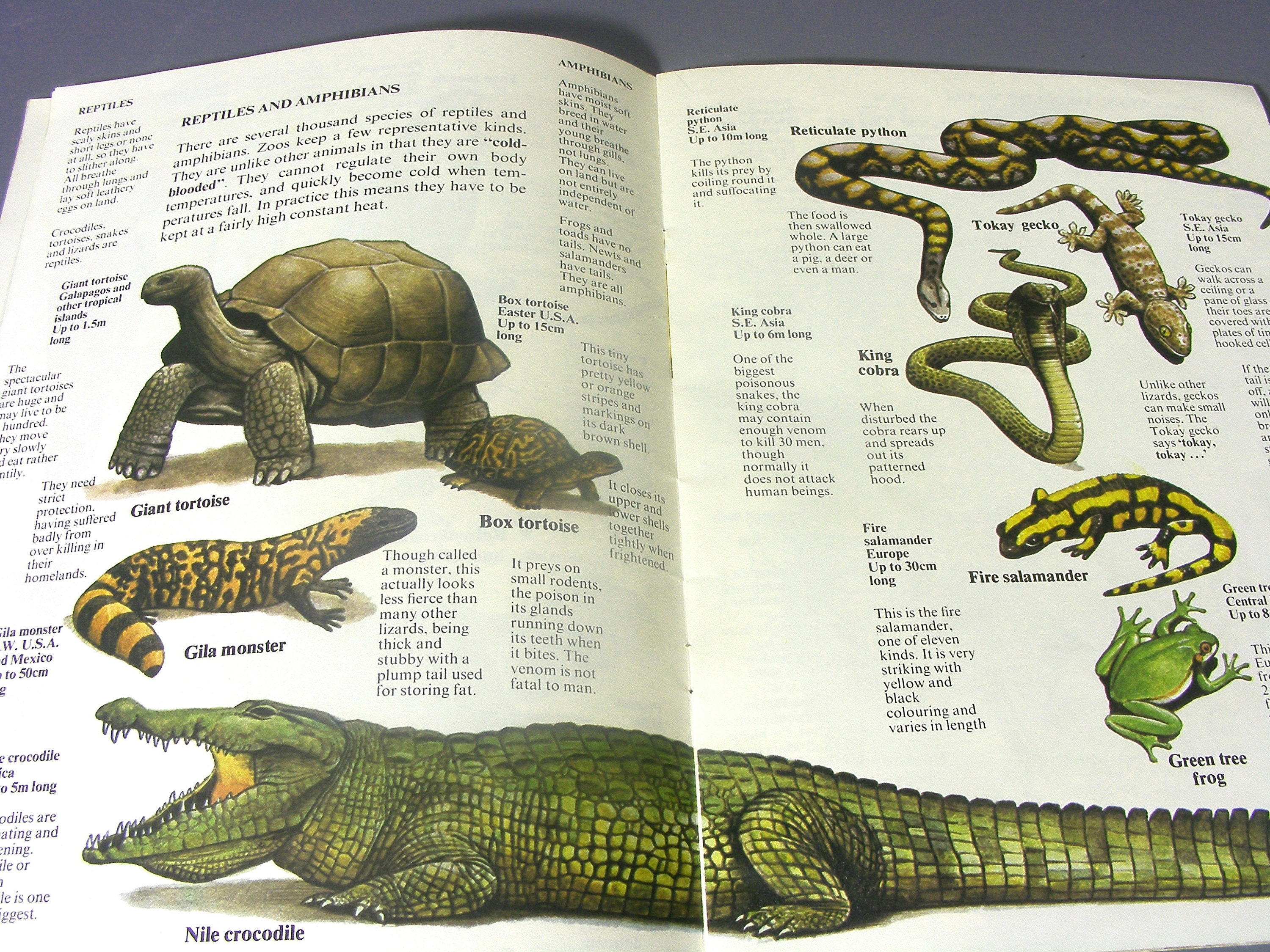 Wonder Why Book Of Animals At The Zoo Vintage Childrens book | Etsy