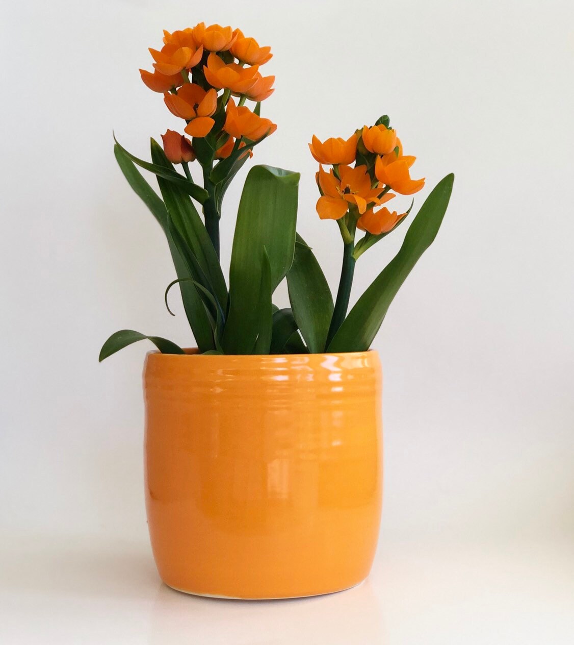 Planter Pot in Orange with Drainage Holes