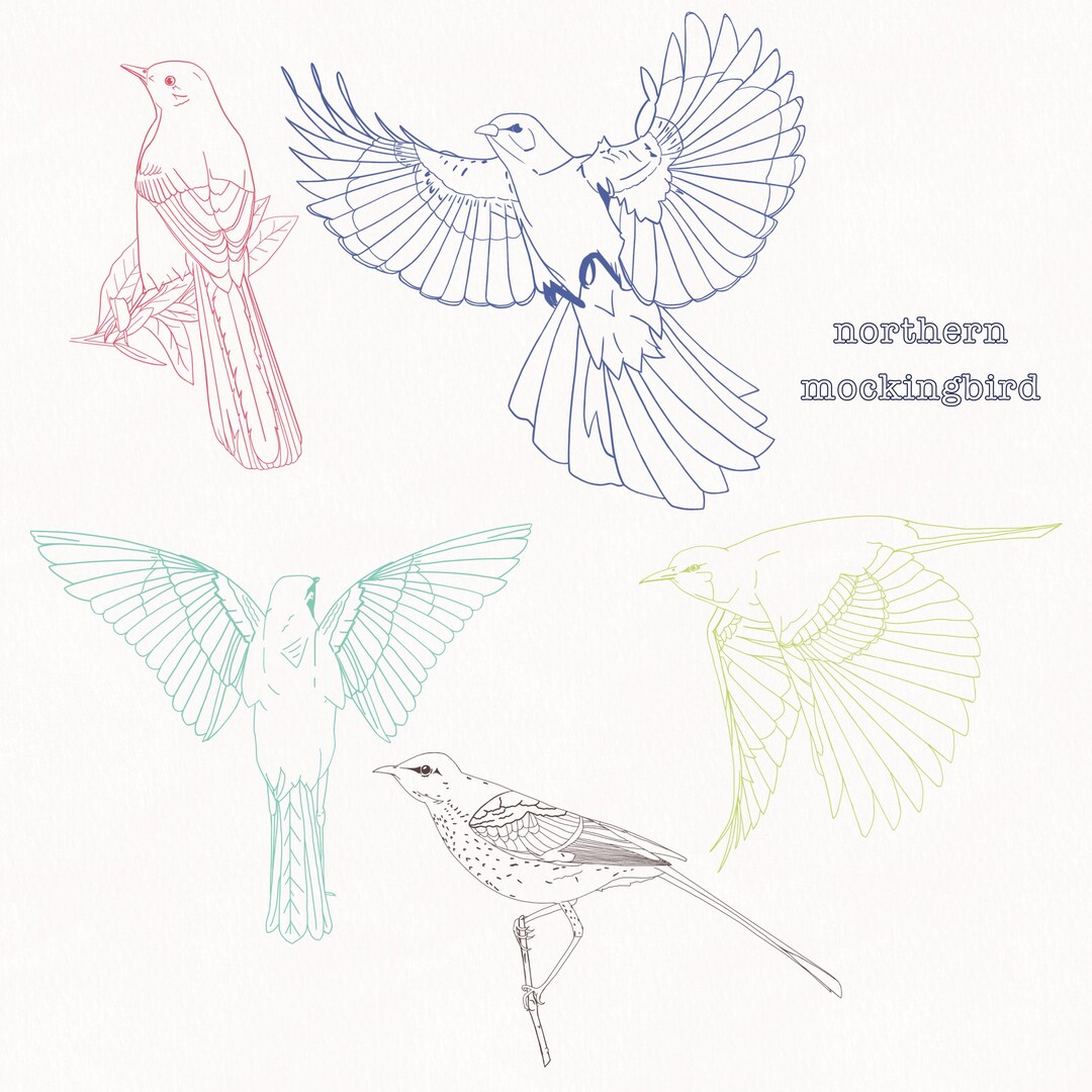 Mockingbird Outline Clipart & Procreate Stamp Set | 5 Bird Outline Sets ...