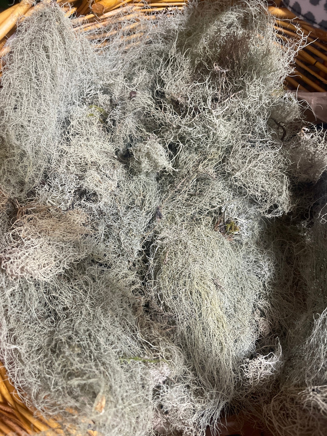 Old Man’s Beard Usnea Tree Moss - Etsy