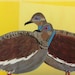 Peace on Earth Doves Boxed Cards - Etsy
