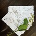 Wildflower Seeded Paper - Etsy