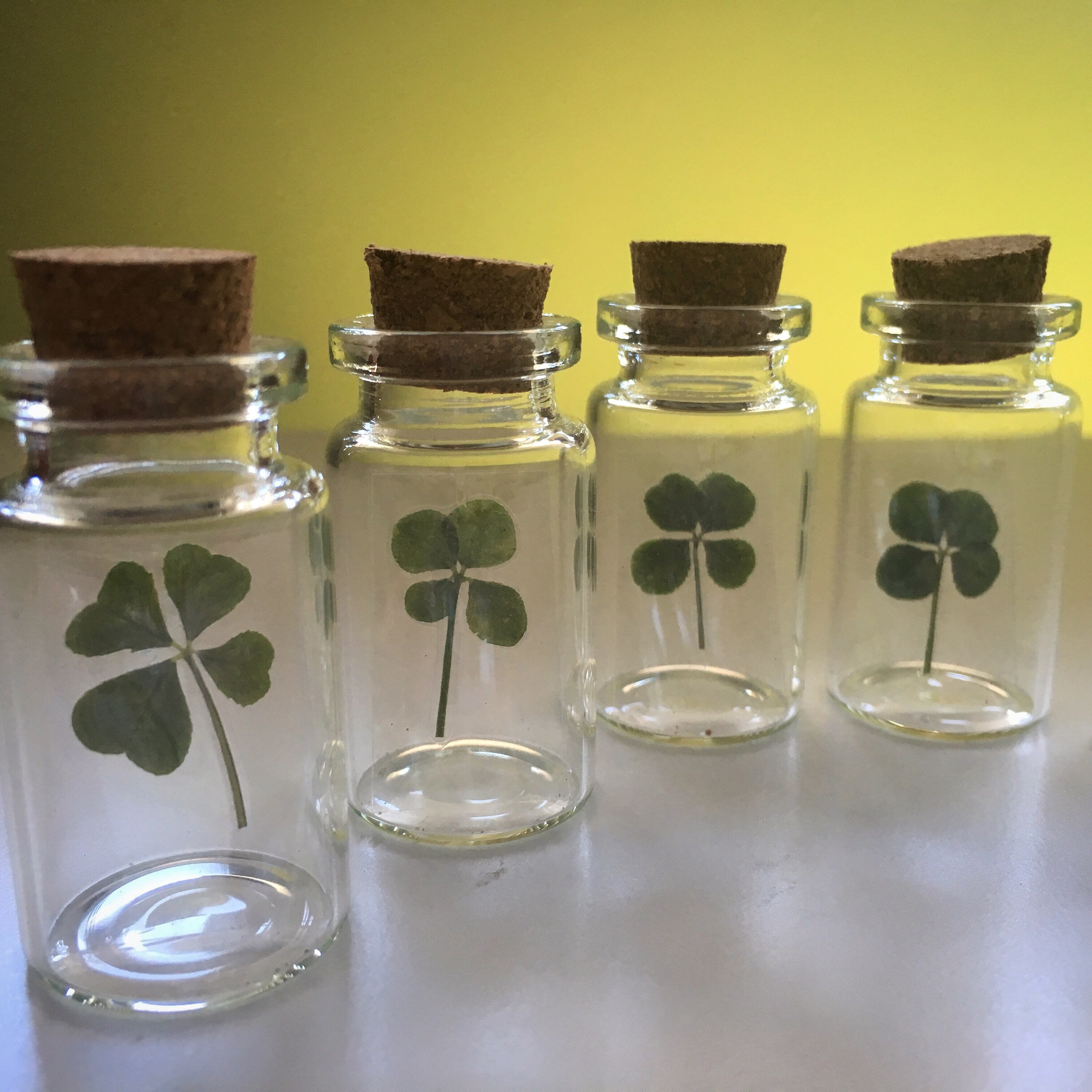 Real Four Leaf Clover Laminated in Mini Glass Bottle with | Etsy