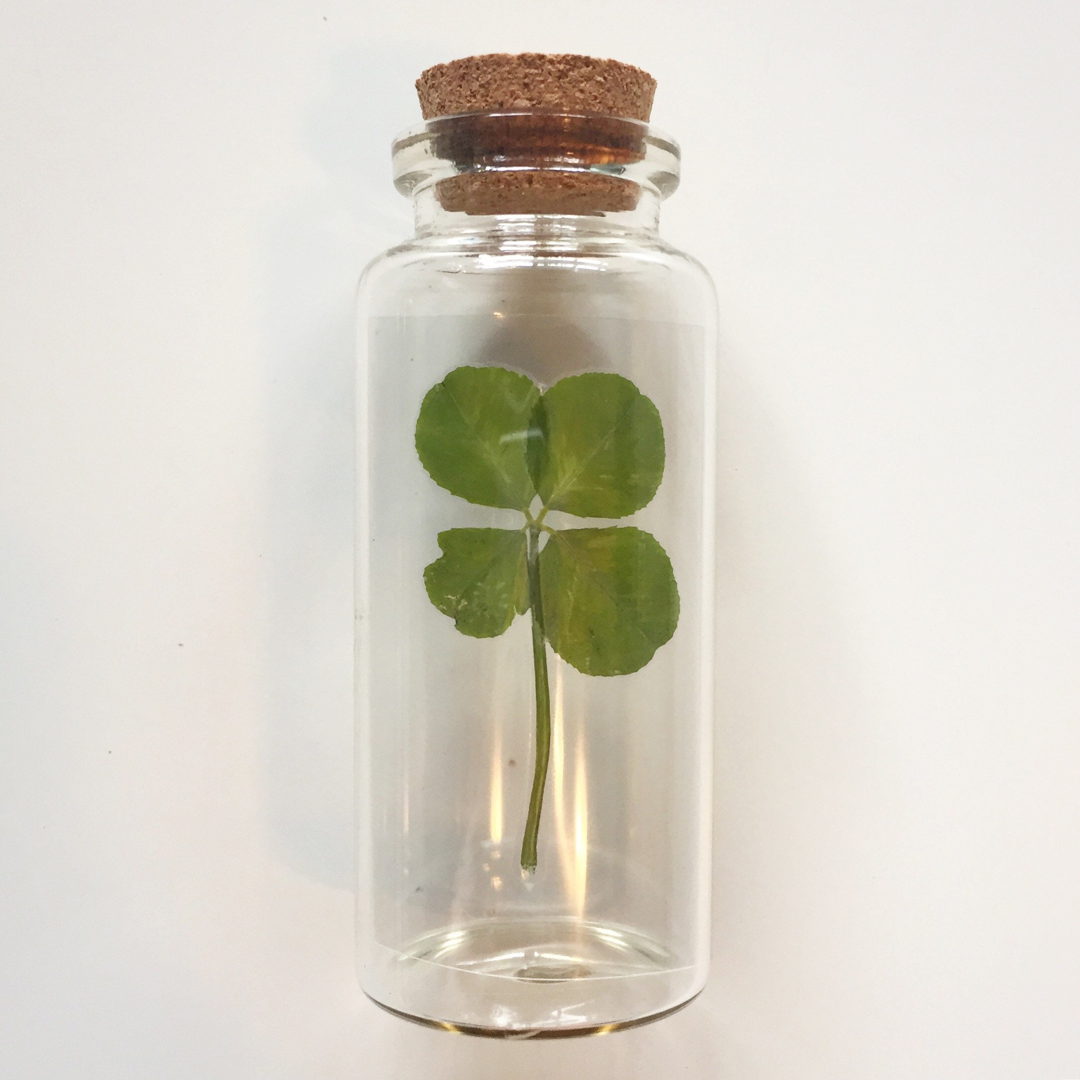 Real Four Leaf Clover Laminated in Glass Bottle With Cork | Etsy