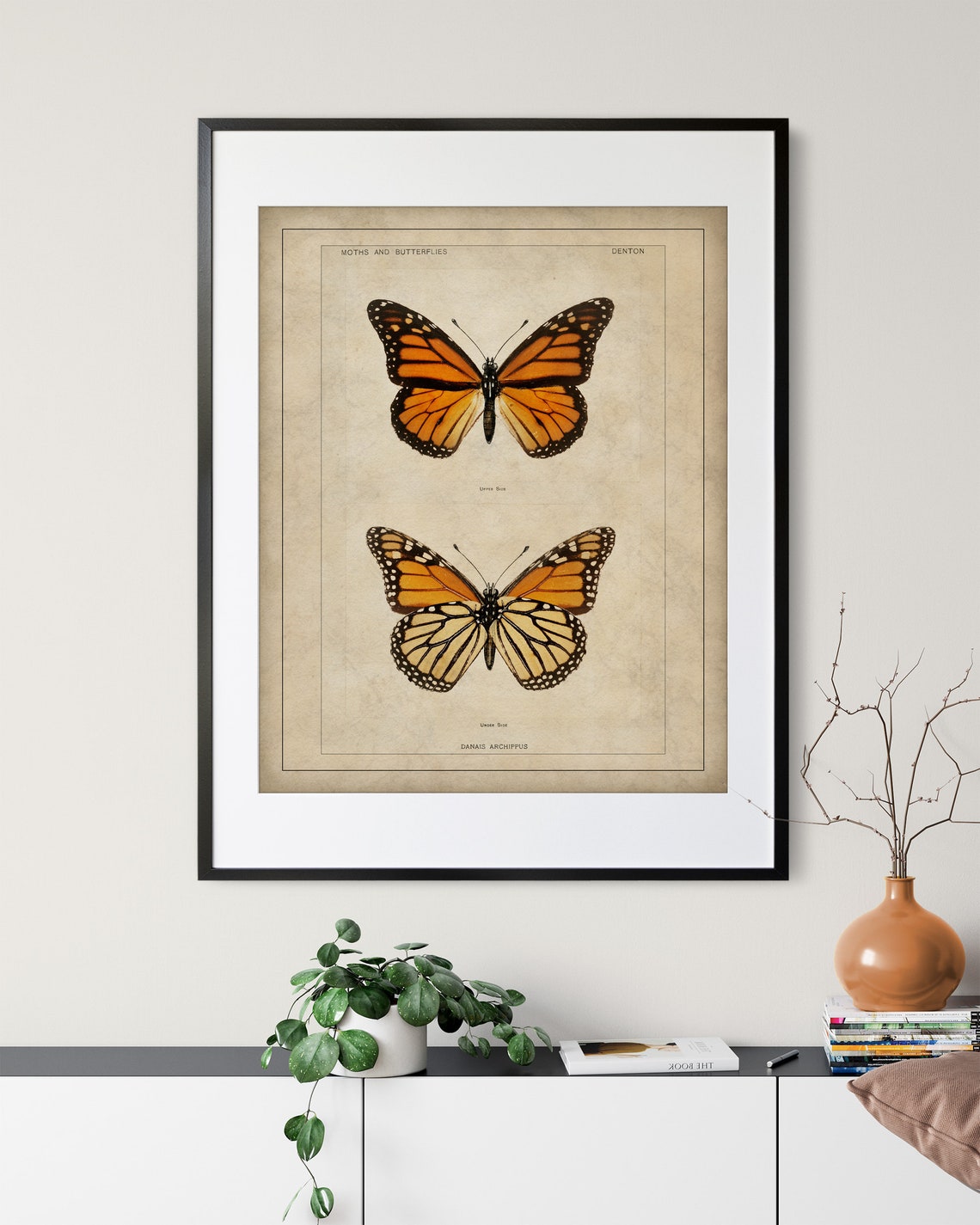 1900 Antique Monarch Butterfly Print Vintage Insect Art | Etsy