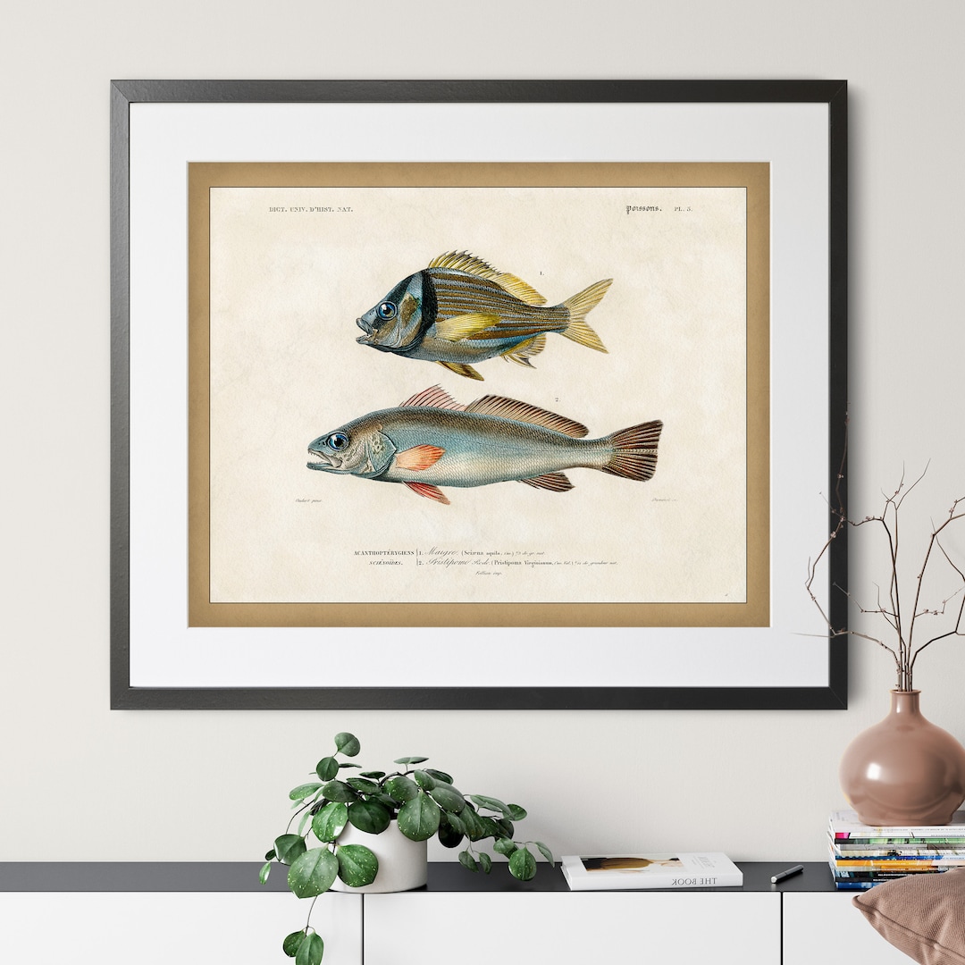 1892 Antique Fish Print - Vintage Fish Art, Fishing Gifts for Men ...