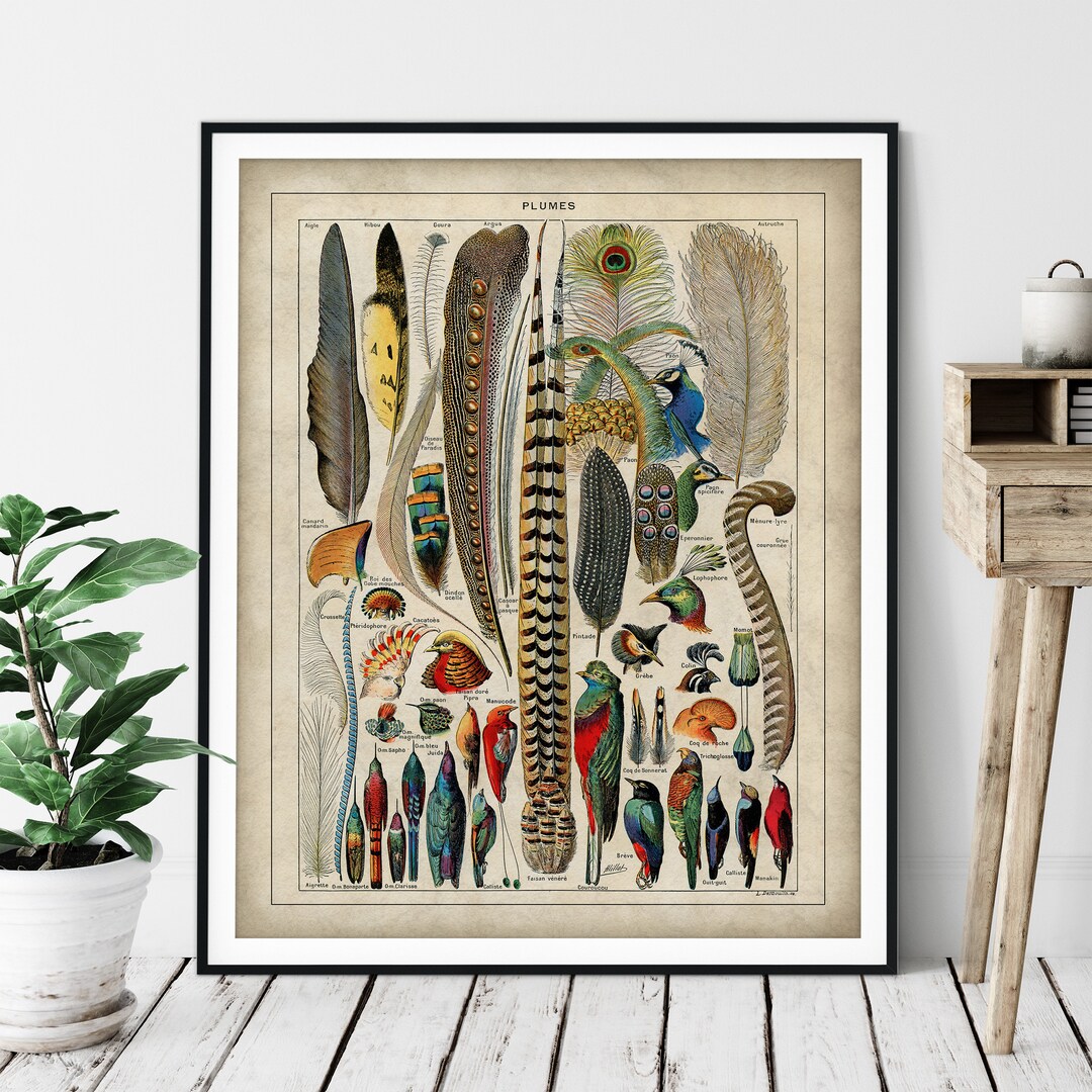 Vintage Bird Feathers Print: Tropical Plume Educational Chart Wall Art ...