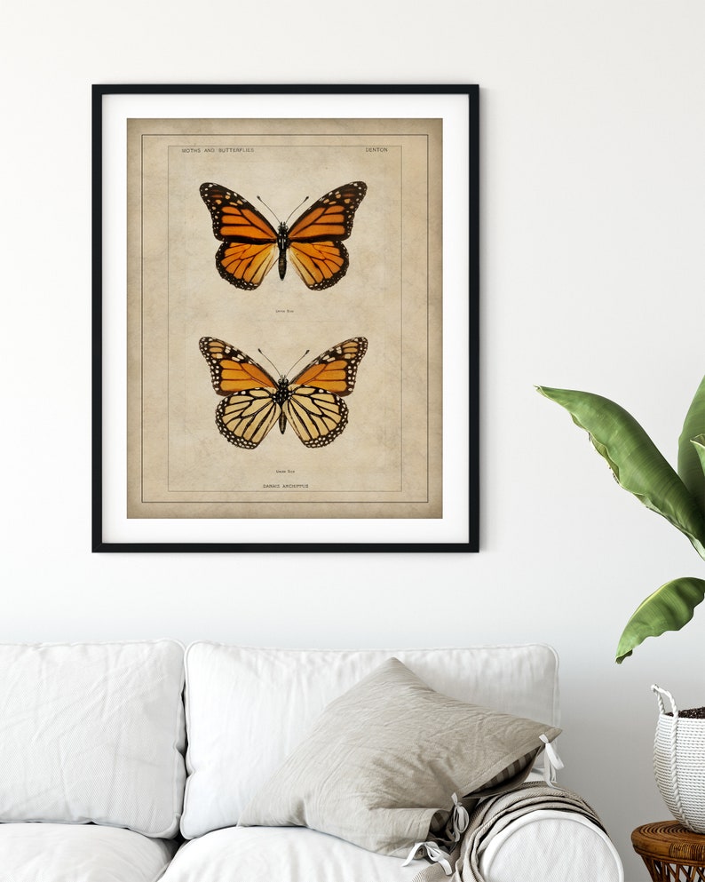1900 Antique Monarch Butterfly Print Vintage Insect Art - Etsy