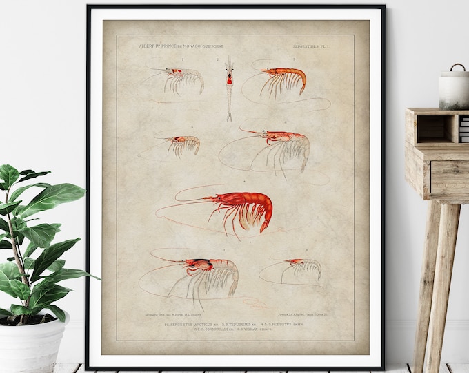 Prawn Oil Painting, Original Seafood Painting, Still Life, Foody Gift ...