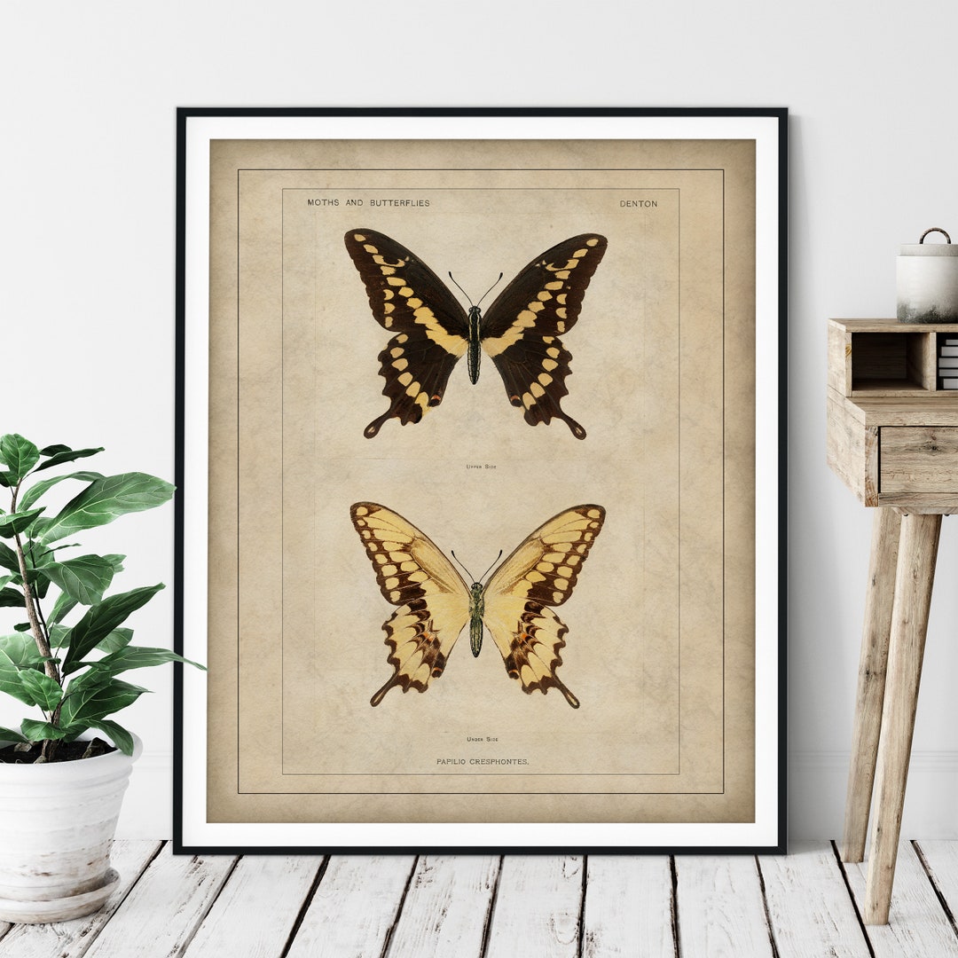 1900 Giant Swallowtail Butterfly Print: Vintage Entomology Insect Wall ...