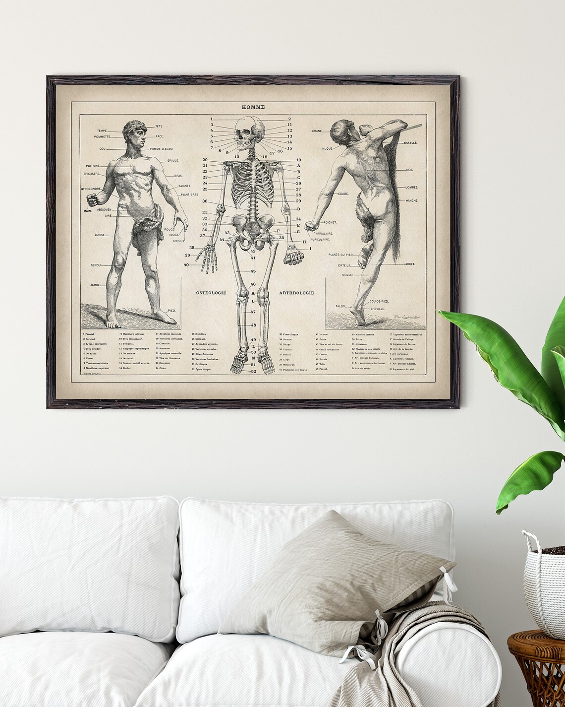 1900 French Human Anatomy Print Vintage Anatomy Wall Art | Etsy
