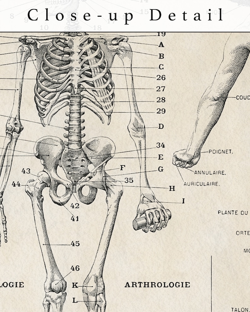 1900 French Human Anatomy Print Vintage Anatomy Wall Art | Etsy