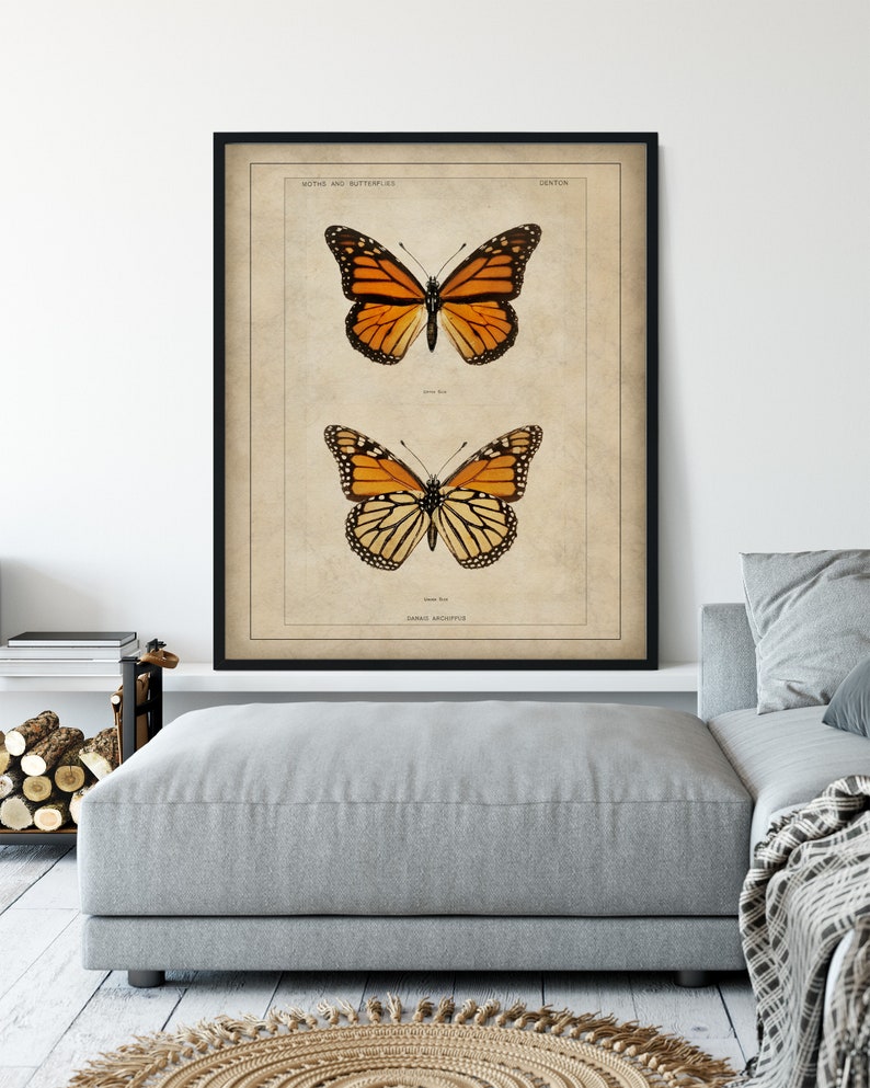 1900 Antique Monarch Butterfly Print Vintage Insect Art - Etsy