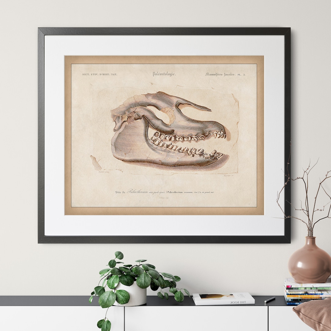1892 Antique Fossil Print - Vintage Fossil Art, Paleontology Gift ...