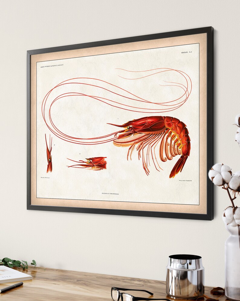 Antique Shrimp Print Vintage Shrimp Art Nautical Wall Art | Etsy